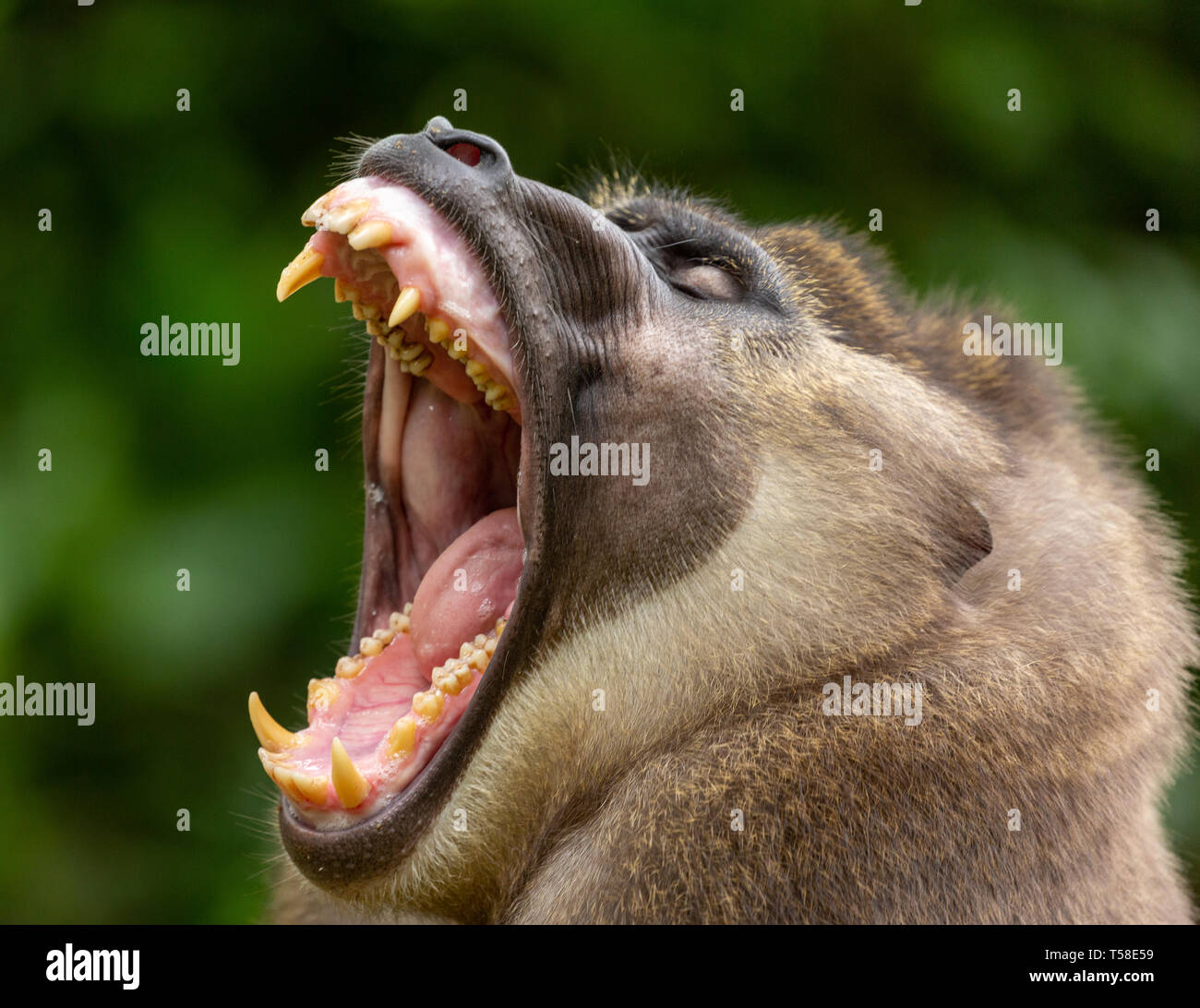 Monkey teeth hi-res stock photography and images - Alamy