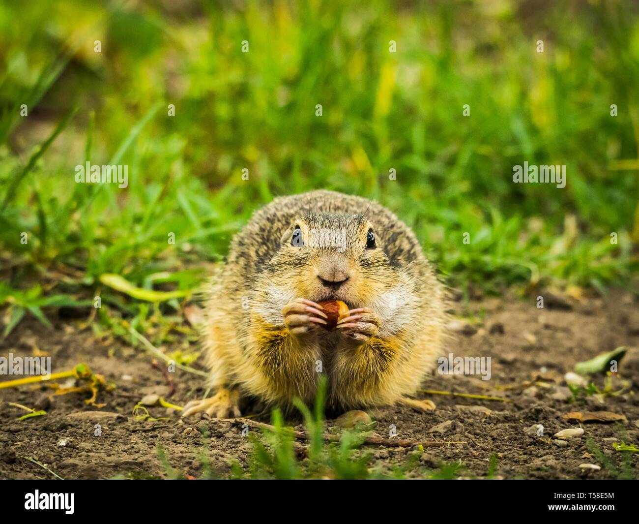 European suslik spermophilus citellus gnaws on nut hi-res stock ...