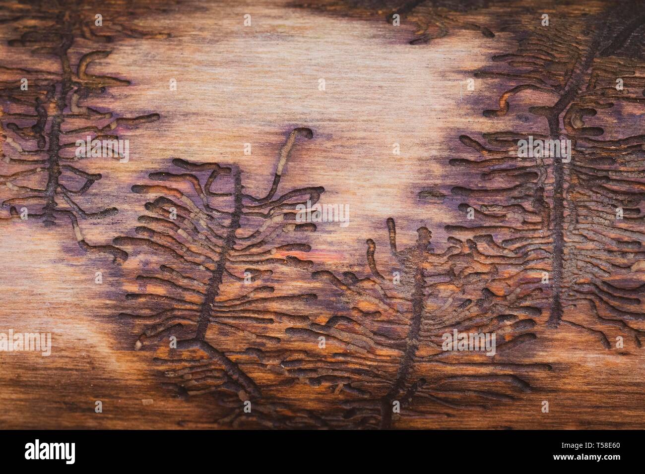 Larval ducts of European spruce bark beetle (Ips typographus) in wood ...