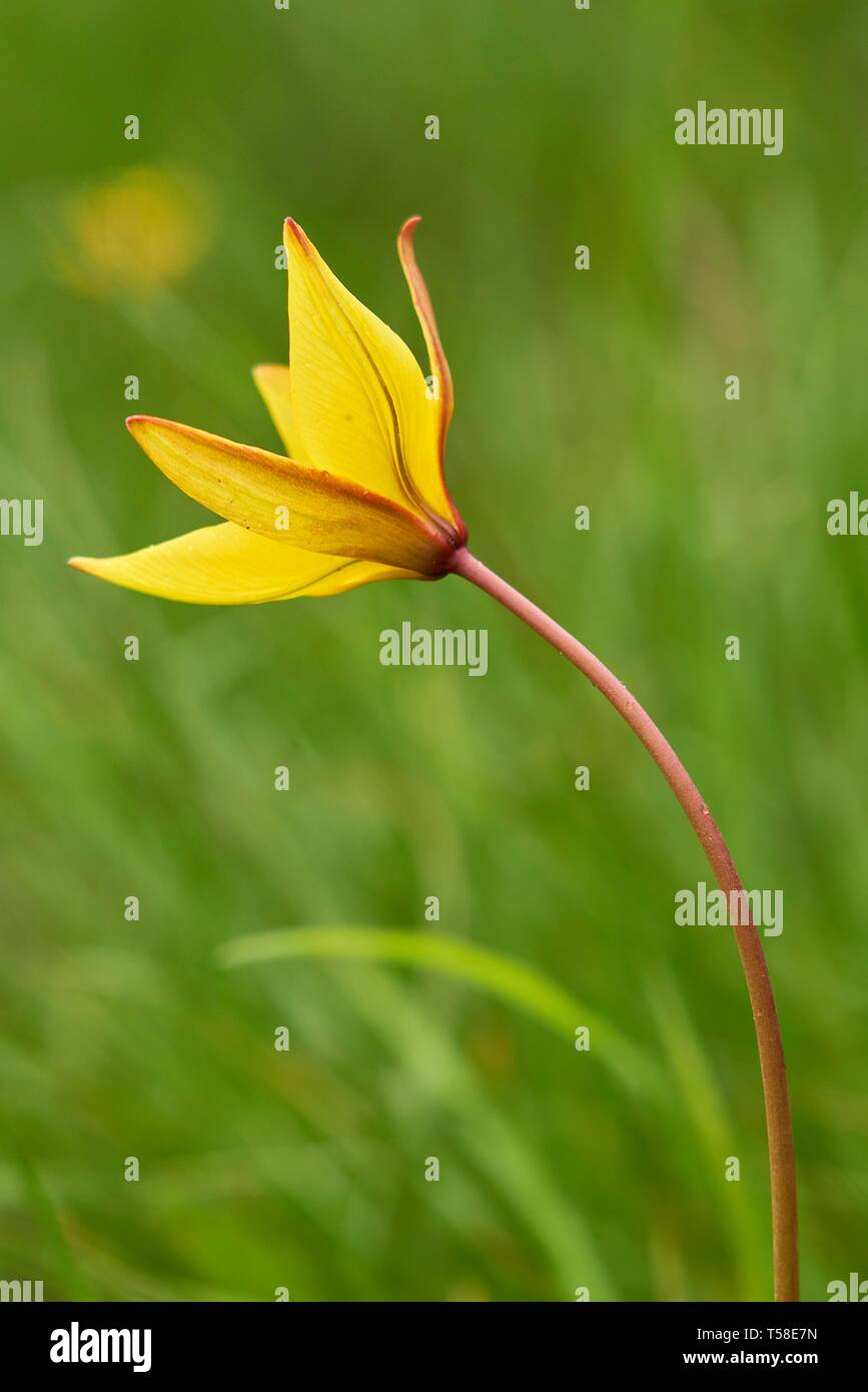 Sylvestris australis hi-res stock photography and images - Alamy