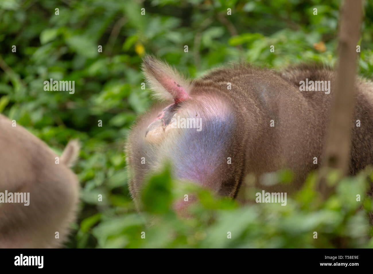 Alpha male drill monkey bum Stock Photo - Alamy