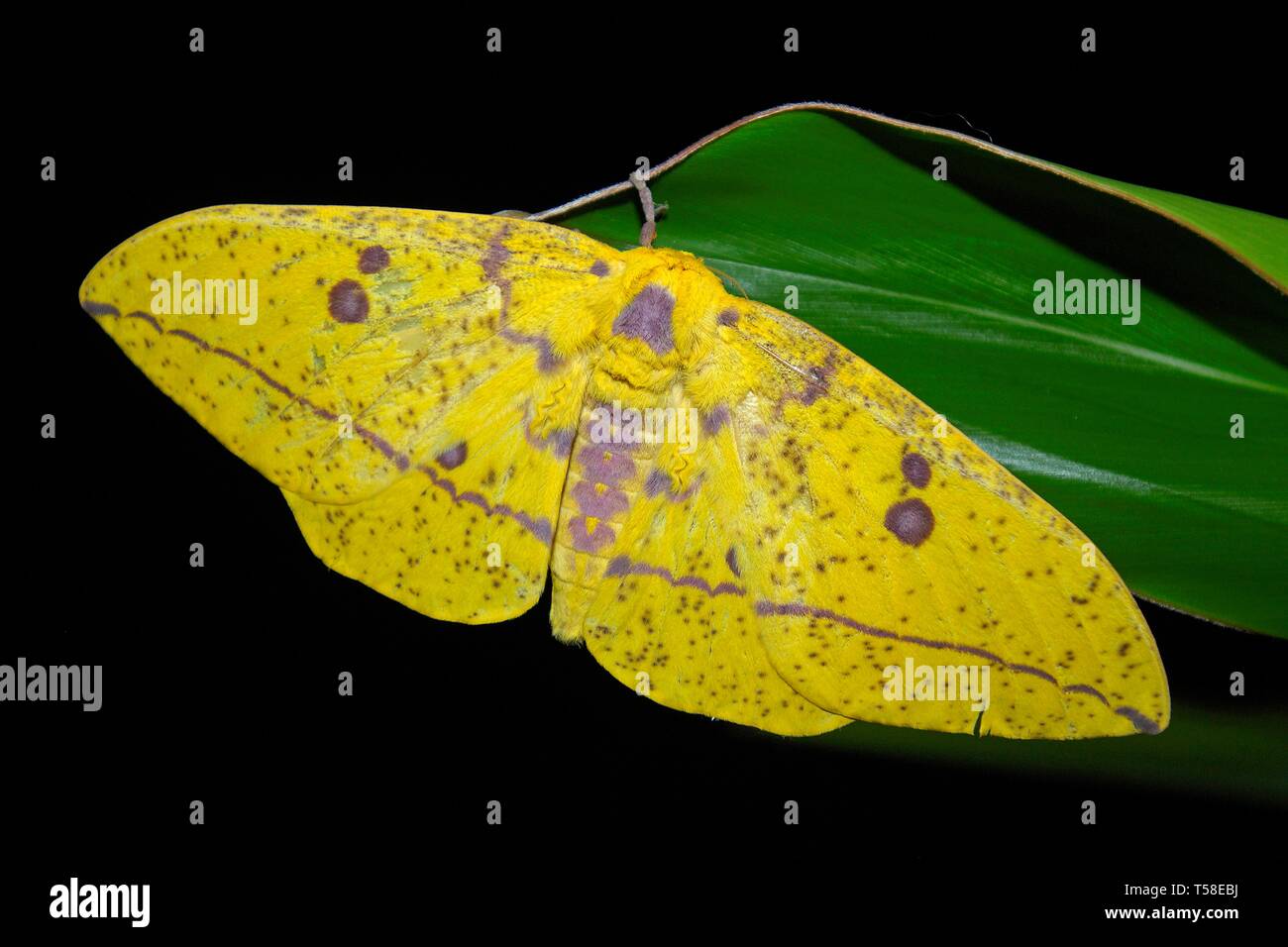 Oreta Rosea High Resolution Stock Photography and Images - Alamy