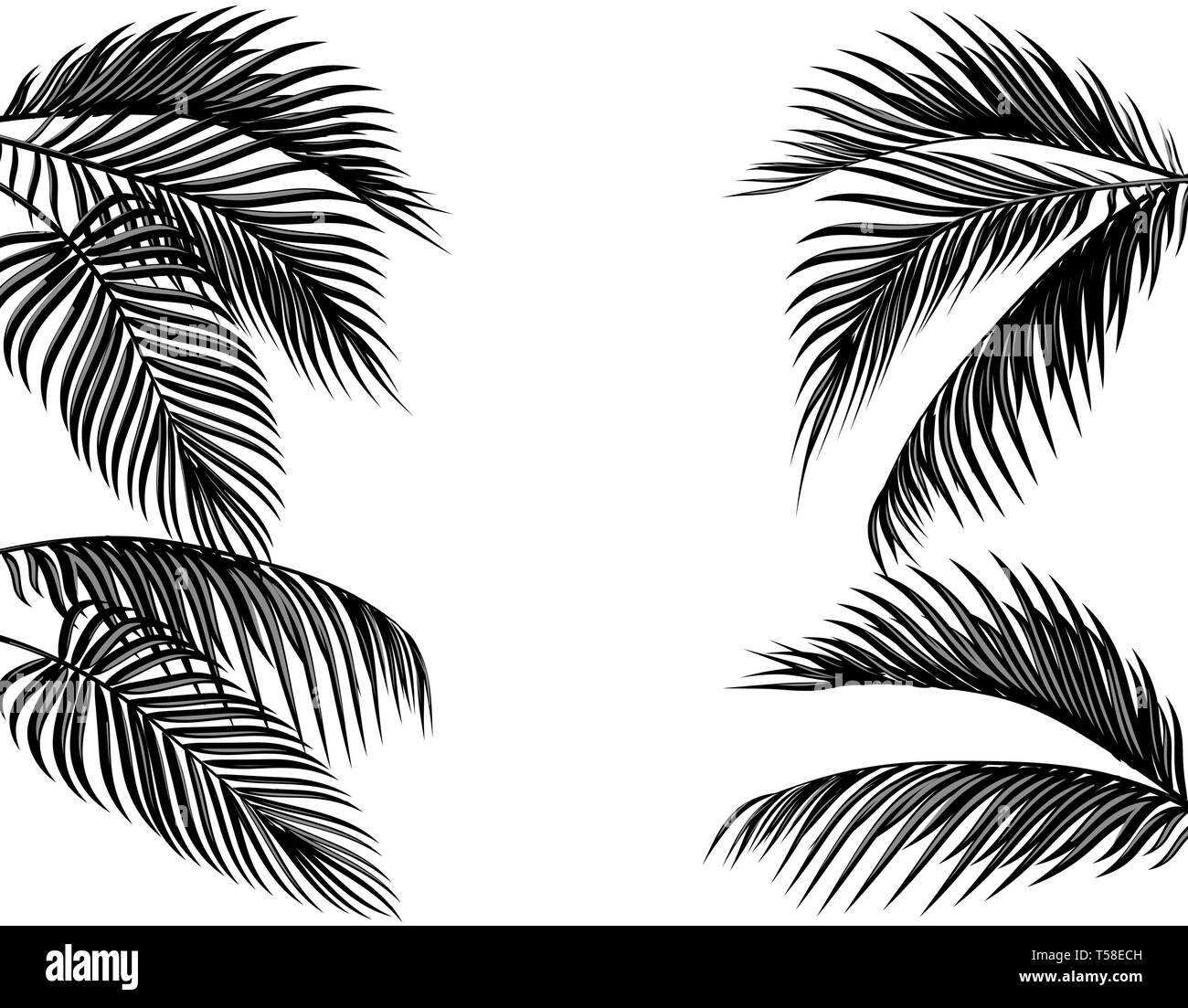 Set Of Black And White Tropical Palm Leaves Isolated On White