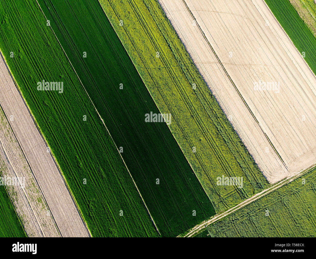 Aerial view corn fields croatia hi-res stock photography and images - Alamy