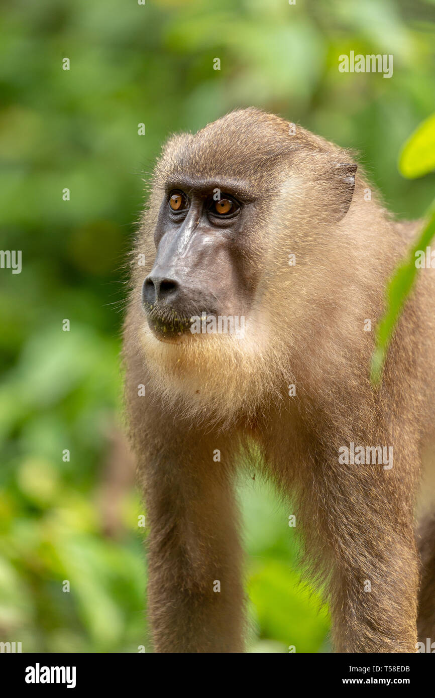 Drill Monkey High Resolution Stock Photography and Images - Alamy