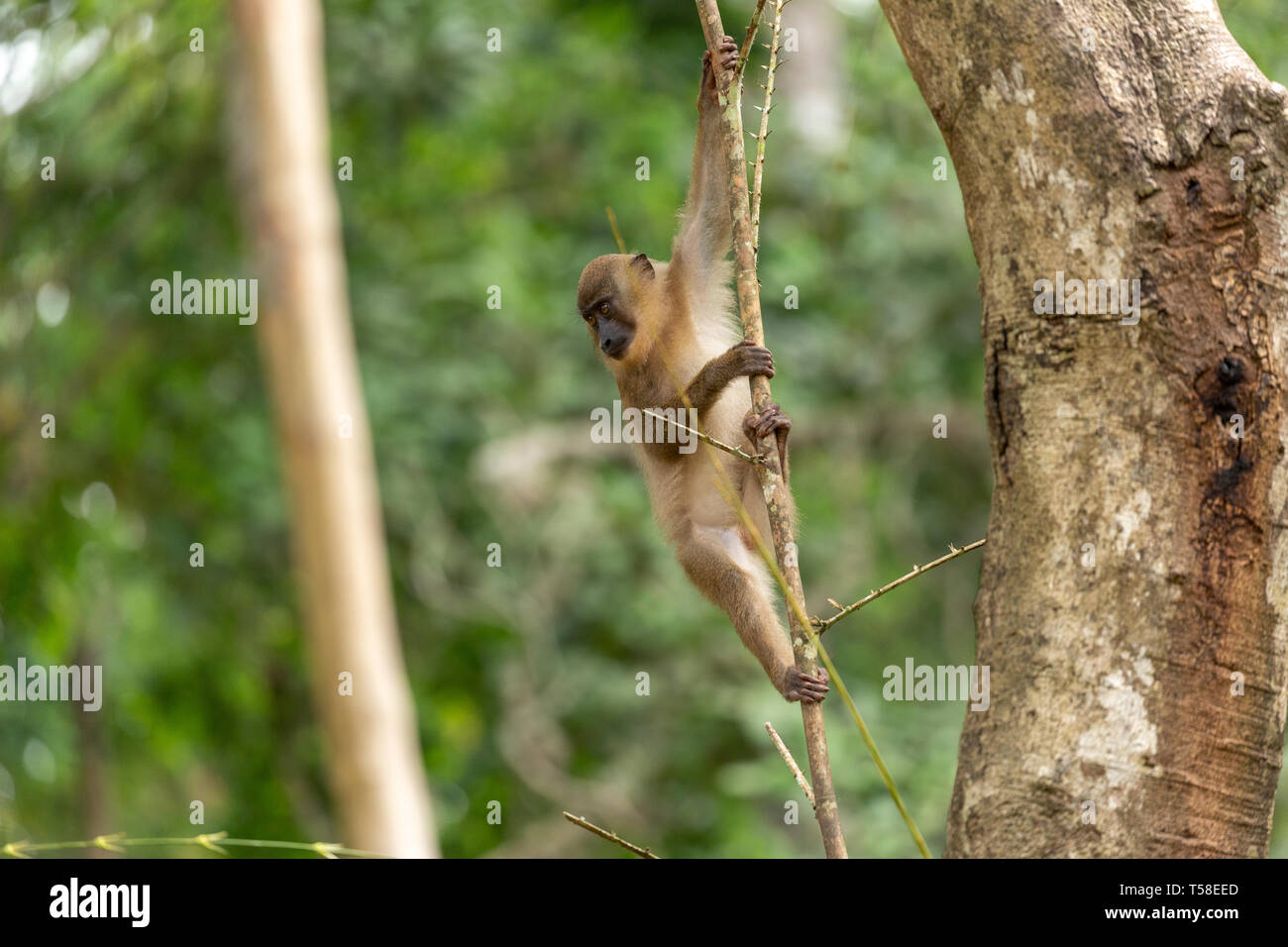 Monkey climbing mountain hi-res stock photography and images - Alamy