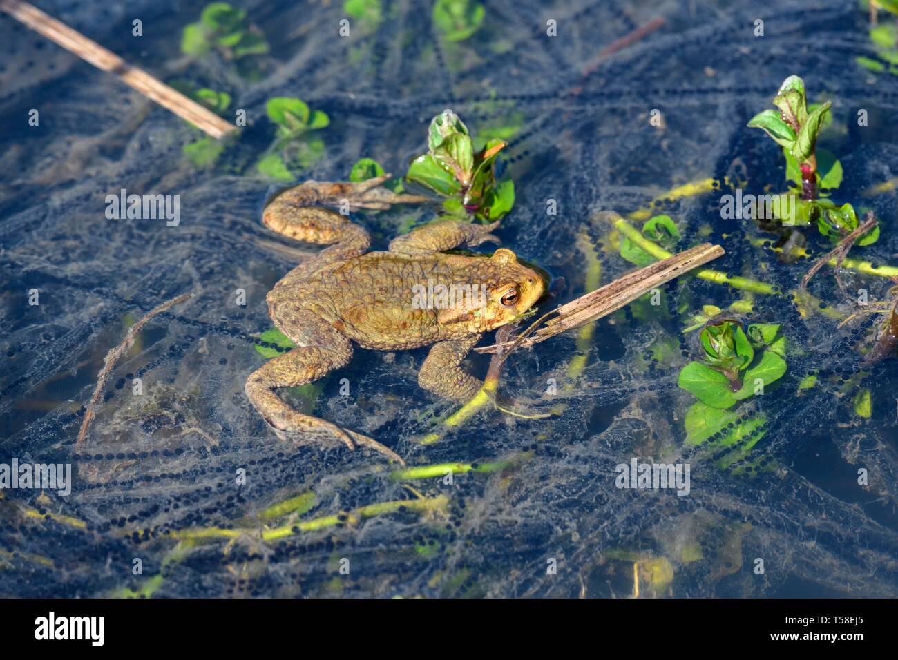 Toad spawn in water hi-res stock photography and images - Alamy