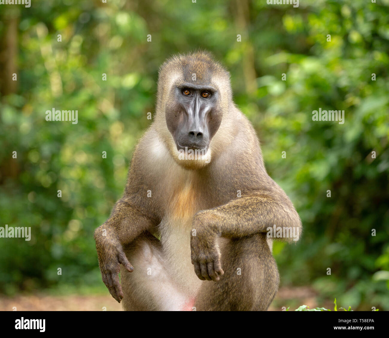 Adult old baboon monkey hi-res stock photography and images - Alamy