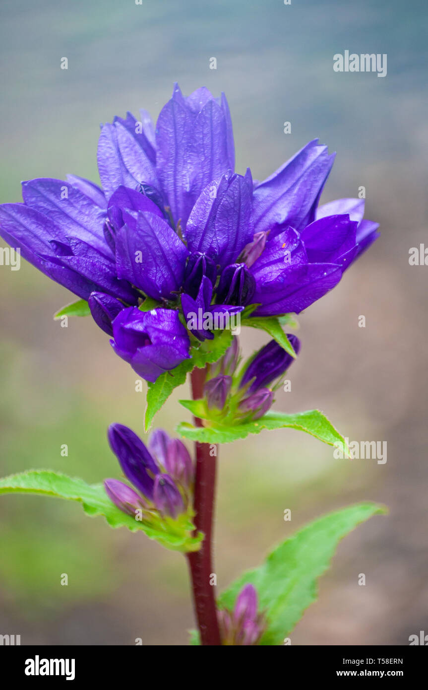 blue bell mountain flowers Stock Photo - Alamy
