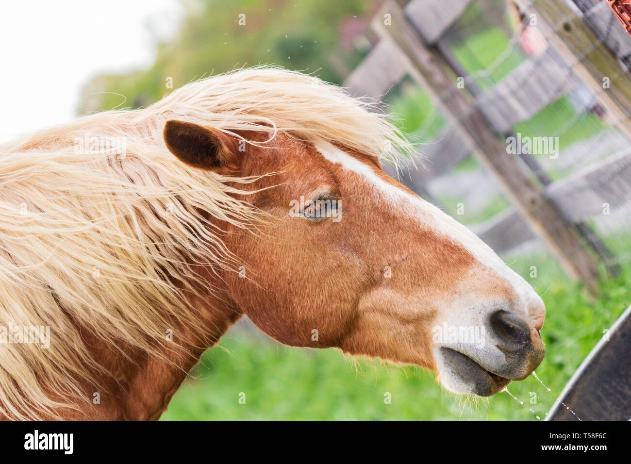 A Belgian draft horse (Equus ferus caballus) drinks water on a farm ...