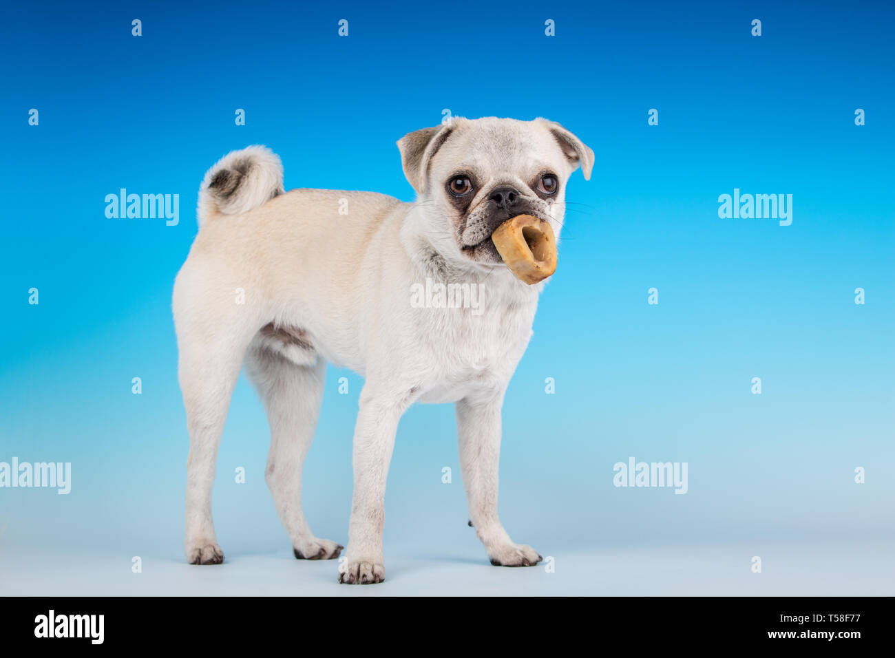 Max, a white Pug puppy, chewing on a bone in Issaquah, Washington, USA ...