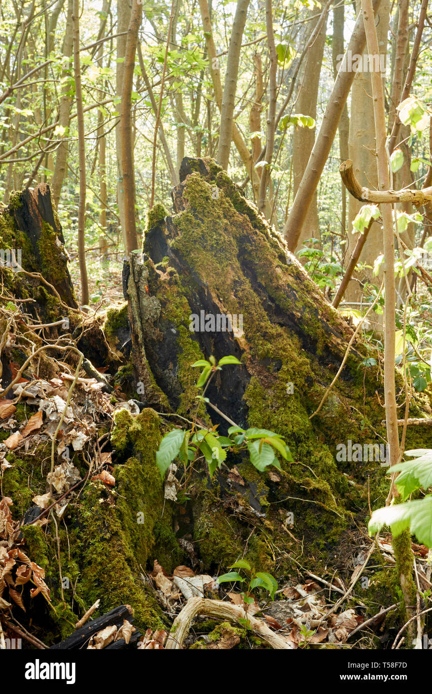 Dying tree stump and new saplings woodland abstract in spring, London ...