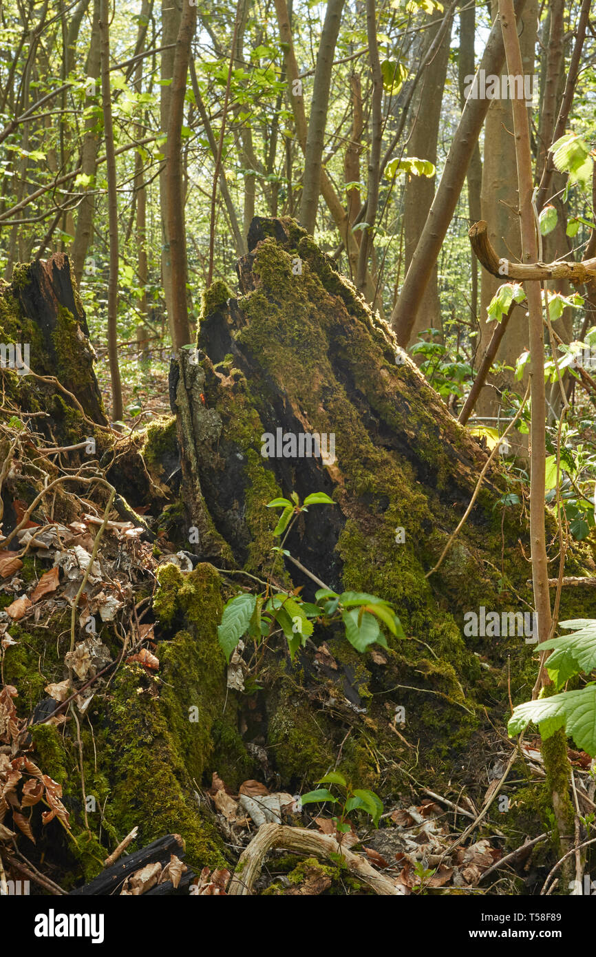 Dying tree stump and new saplings woodland abstract in spring, London ...