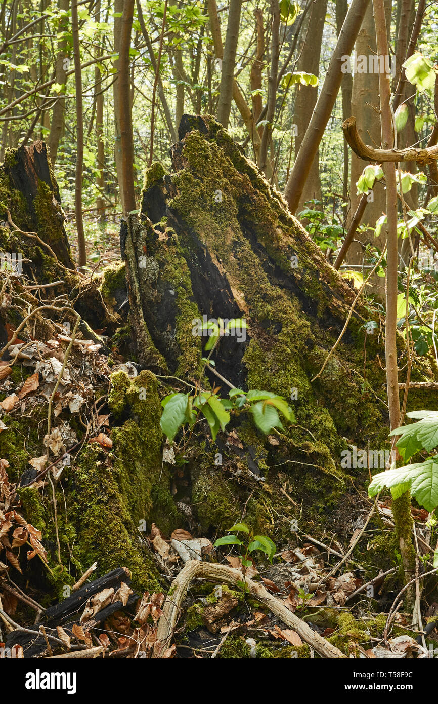 Dying tree saplings hi-res stock photography and images - Alamy