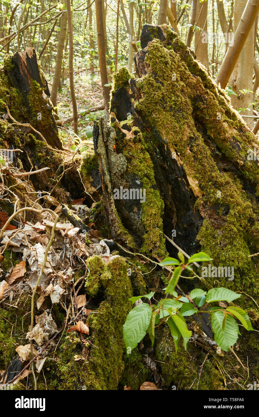 Dying tree stump and new saplings woodland abstract in spring, London ...