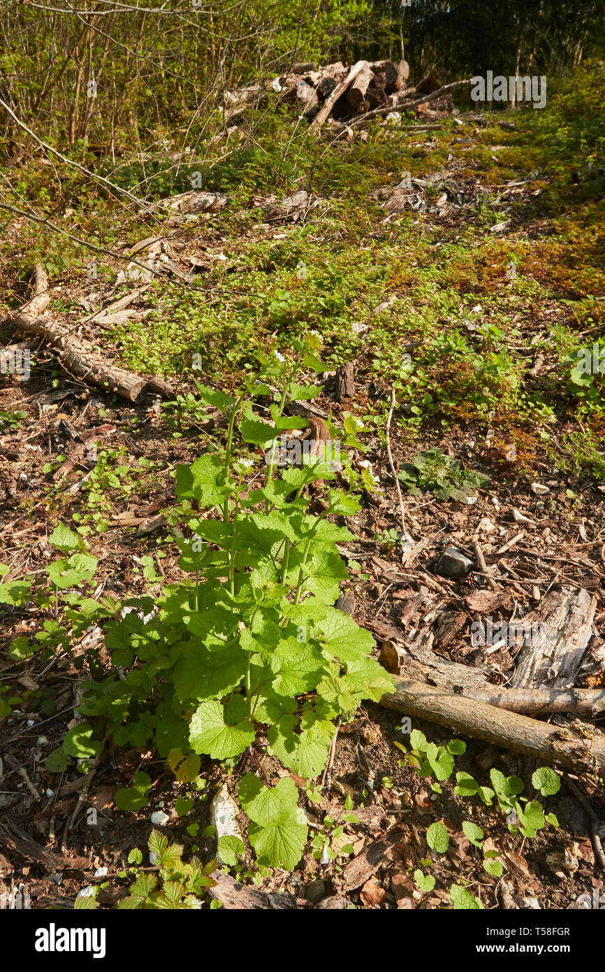 Open grove in woodland with proud wildflower Stock Photo - Alamy