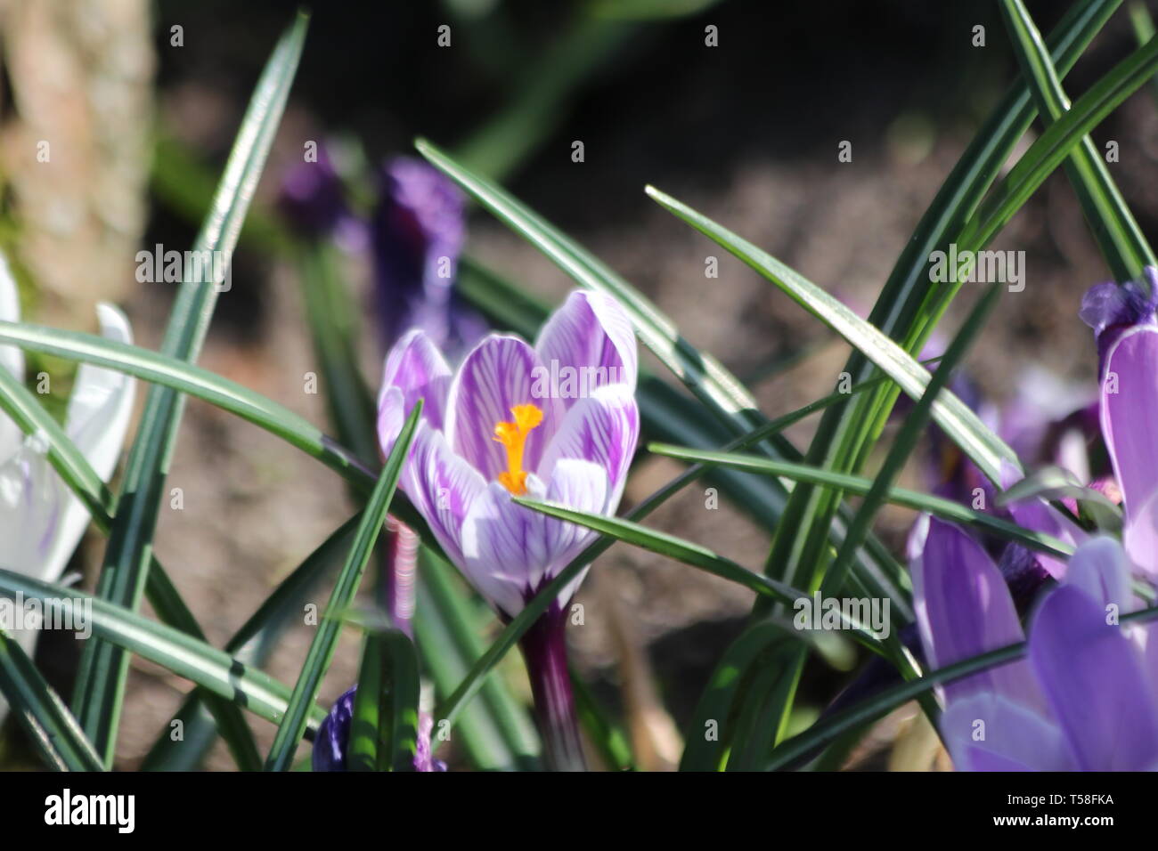 Fresh spring crocus flower plant pink isolated bouquet hi-res stock ...