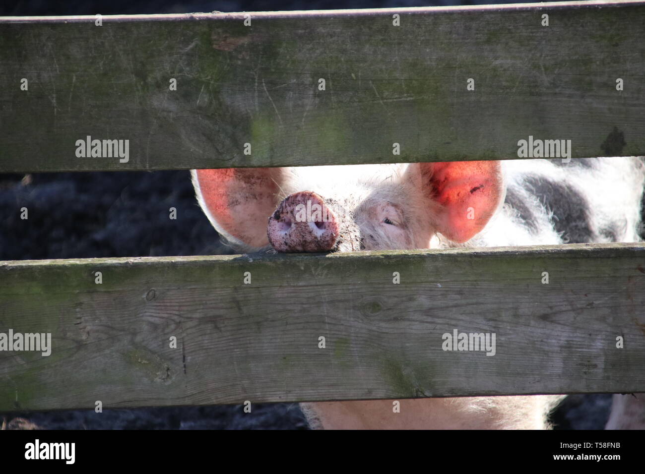 Cartoon illustration funny pig farm hi-res stock photography and images ...