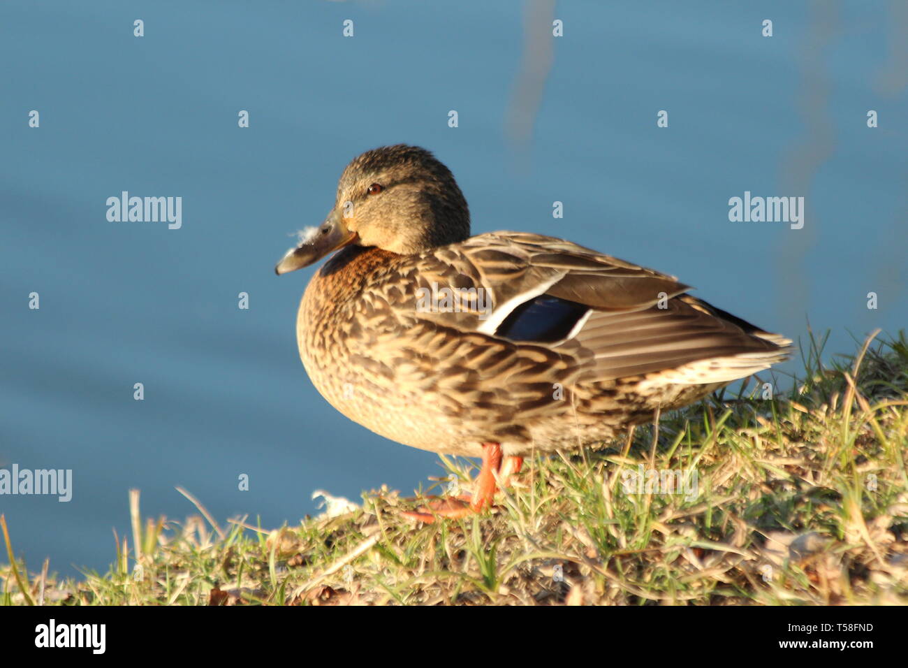 Female duck in brown color in the sunlight on the waterside Stock Photo ...