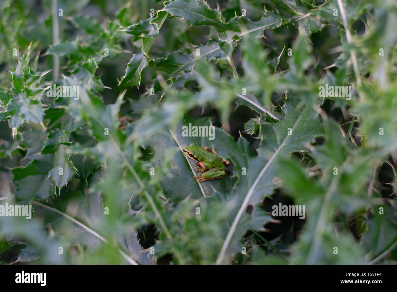 Frog rain shelter leaf hi-res stock photography and images - Alamy