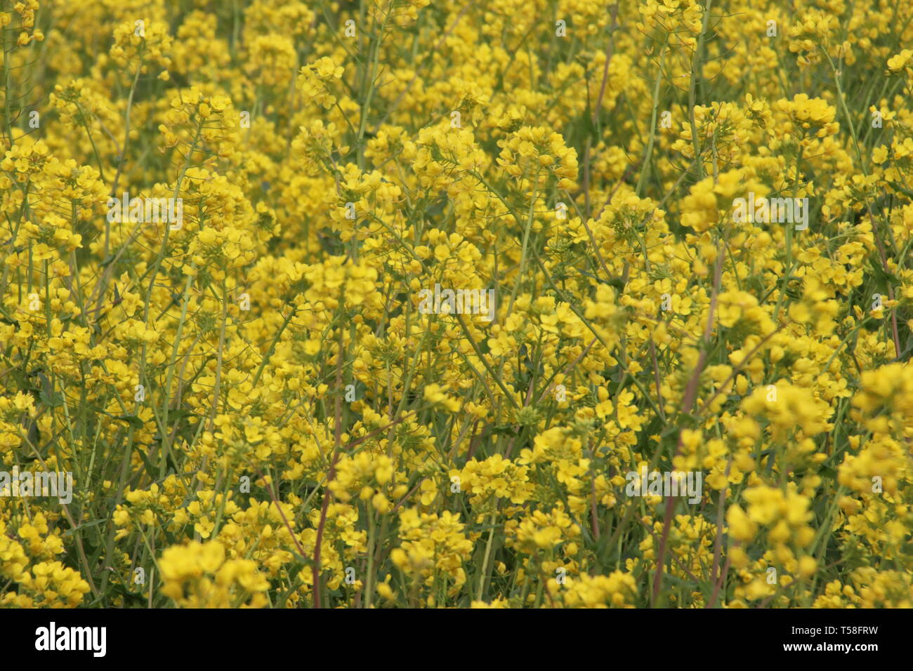 yellow flowers of rapeseed weed along the side of dikes in the ...
