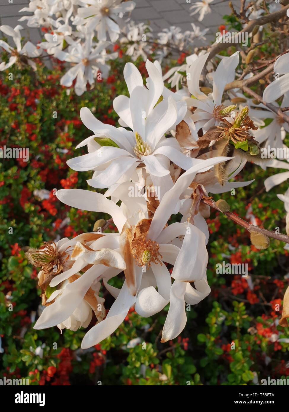White royal star magnolia tree hi-res stock photography and images - Alamy