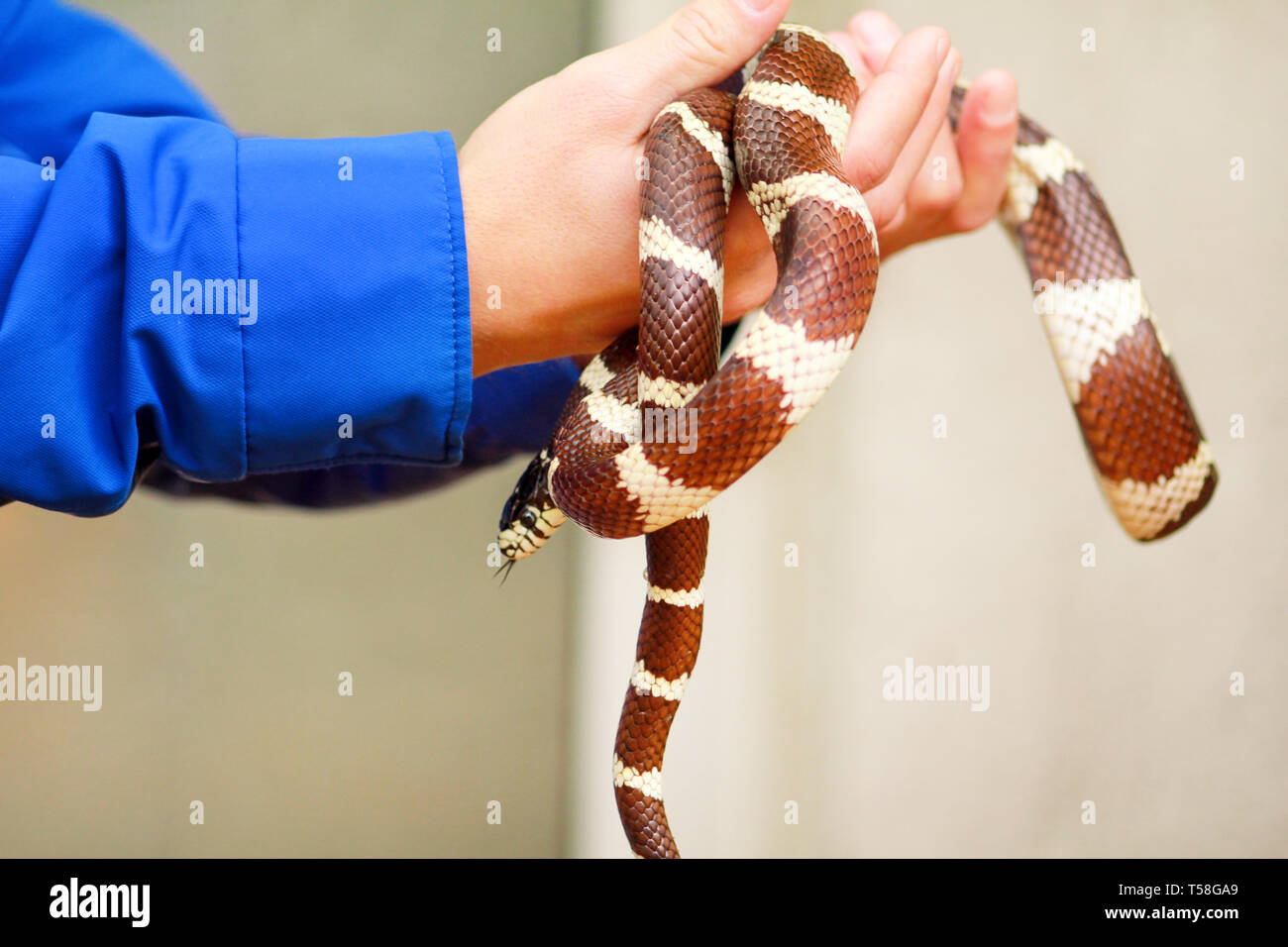 Boy with snakes. Man holds in hands reptile Common King snake ...