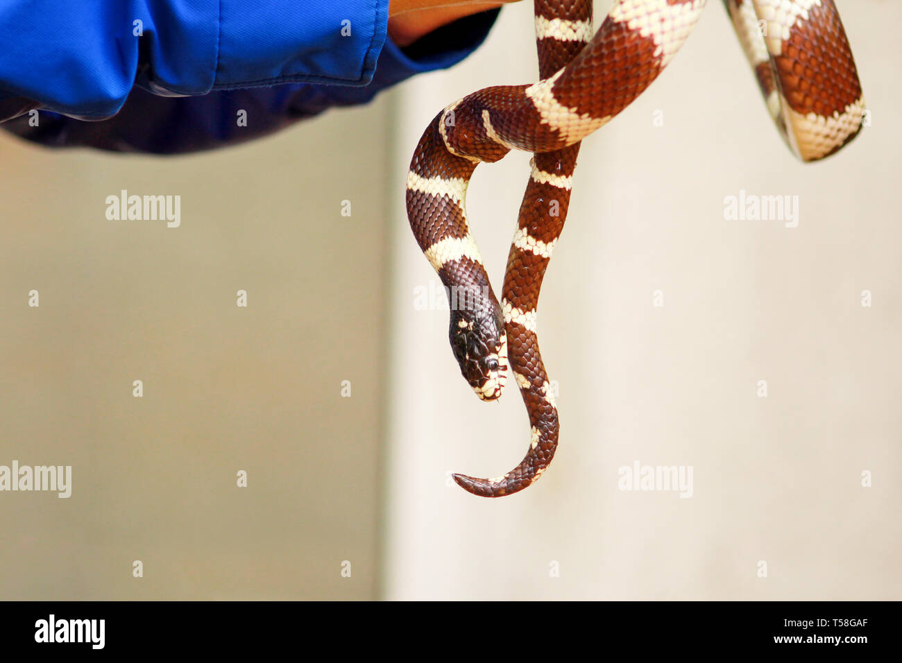 Boy with snakes. Man holds in hands reptile Common King snake ...