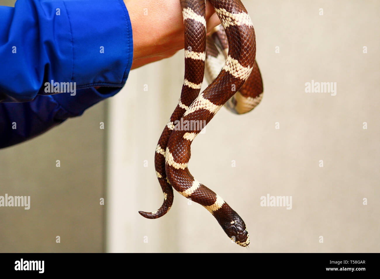 Boy with snakes. Man holds in hands reptile Common King snake ...