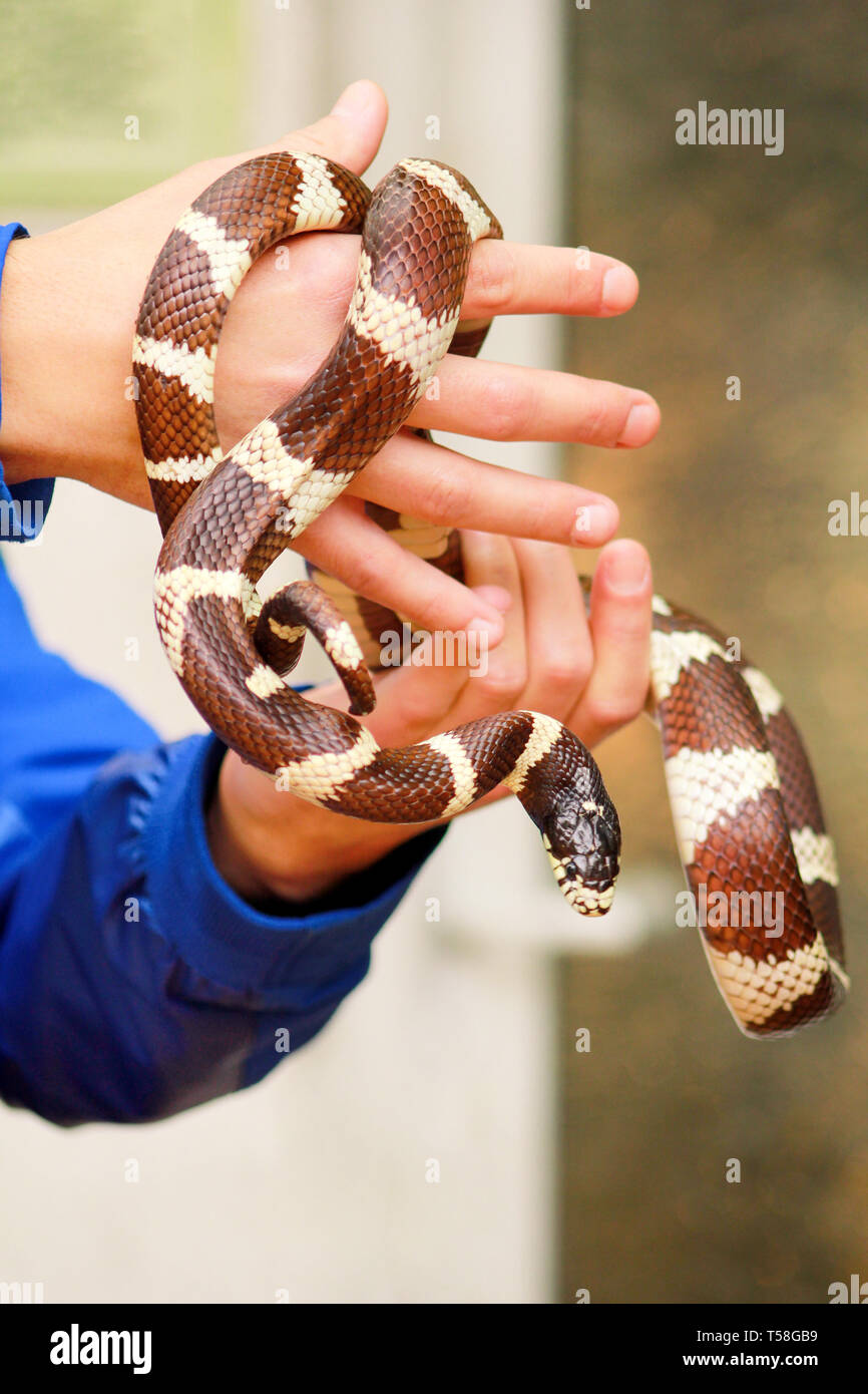 Boy with snakes. Man holds in hands reptile Common King snake ...