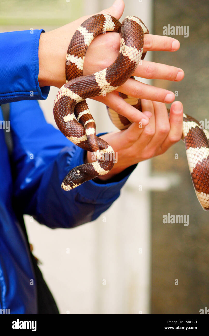 Boy with snakes. Man holds in hands reptile Common King snake ...