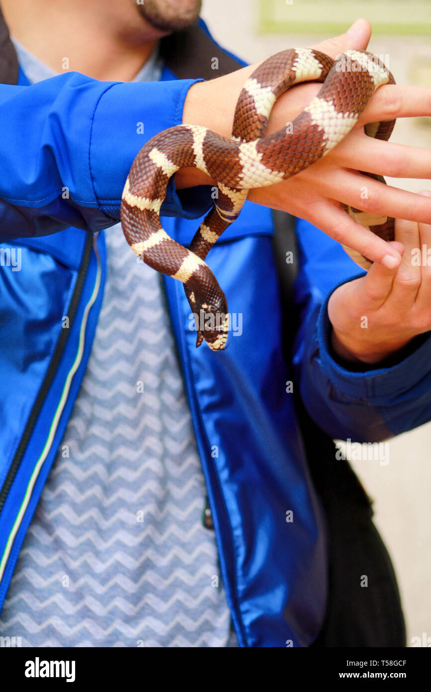 Boy with snakes. Man holds in hands reptile Common King snake ...