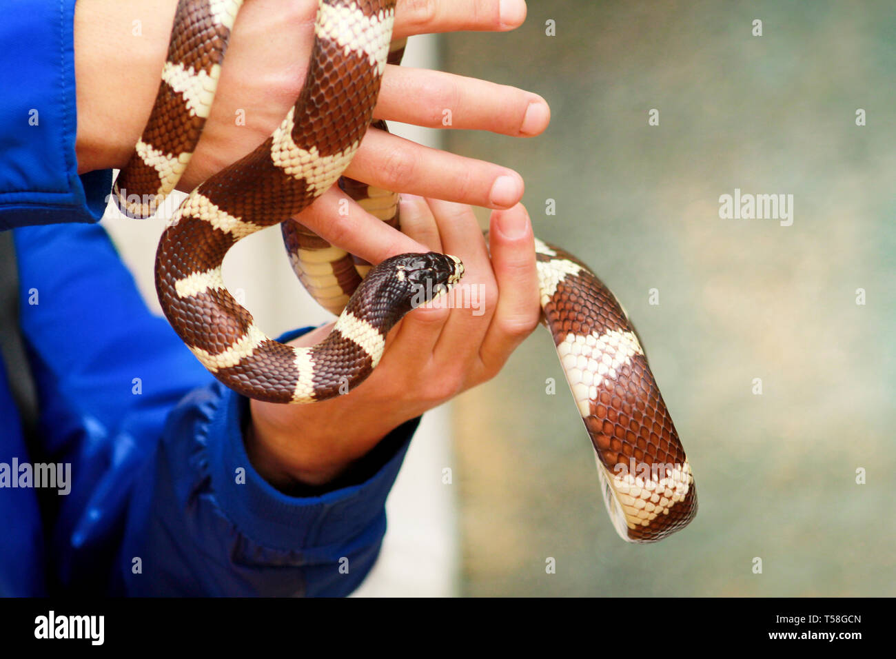 Lampropeltis getula common kingsnake hi-res stock photography and ...