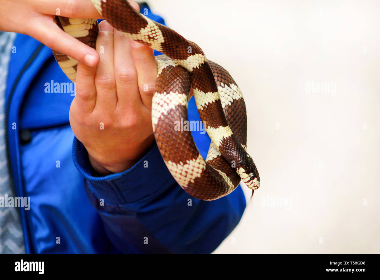 Boy with snakes. Man holds in hands reptile Common King snake ...