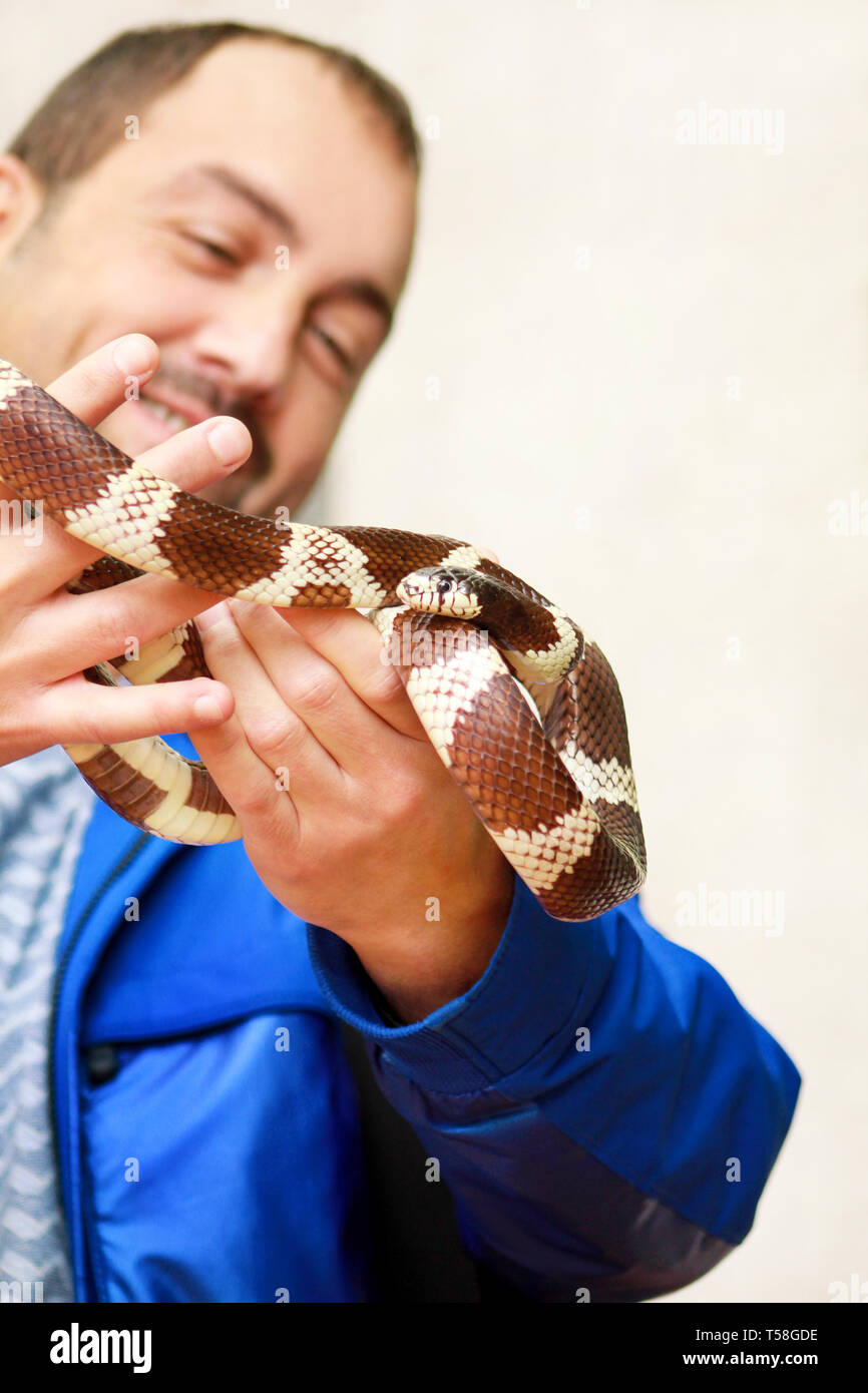 Boy with snakes. Man holds in hands reptile Common King snake ...