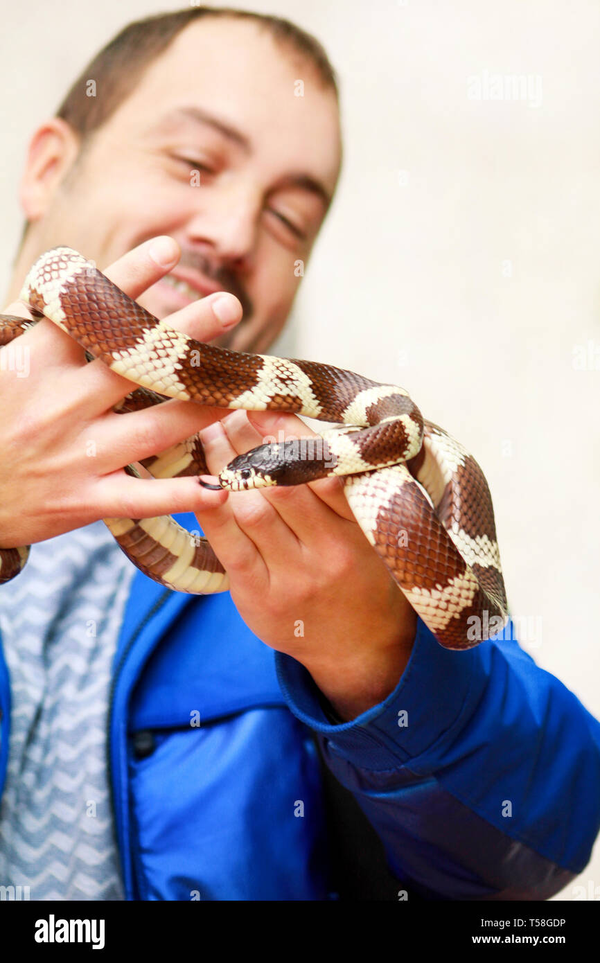 Boy with snakes. Man holds in hands reptile Common King snake ...