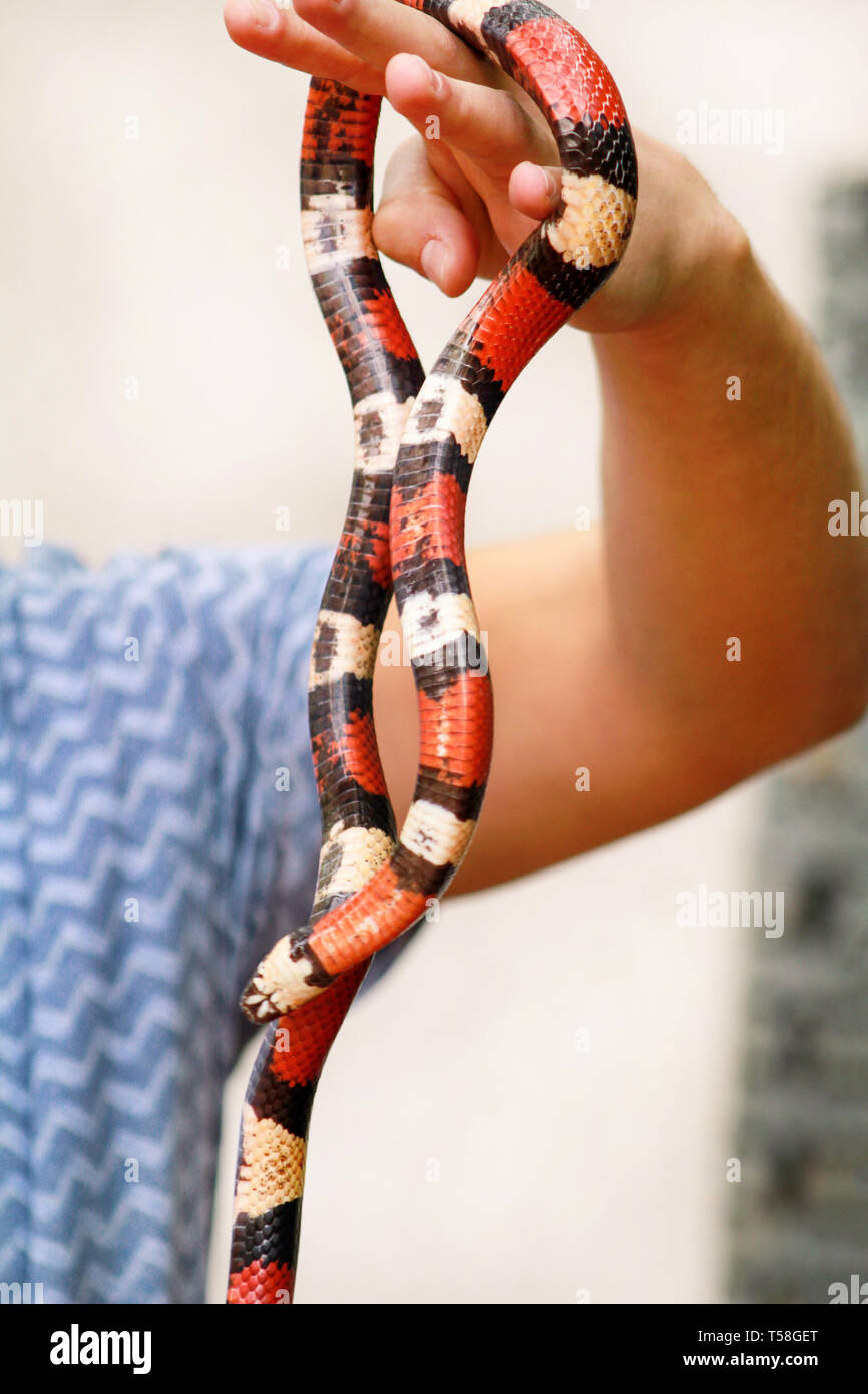 Boy with snakes. Man holds in hands reptile Milk snake Lampropeltis ...