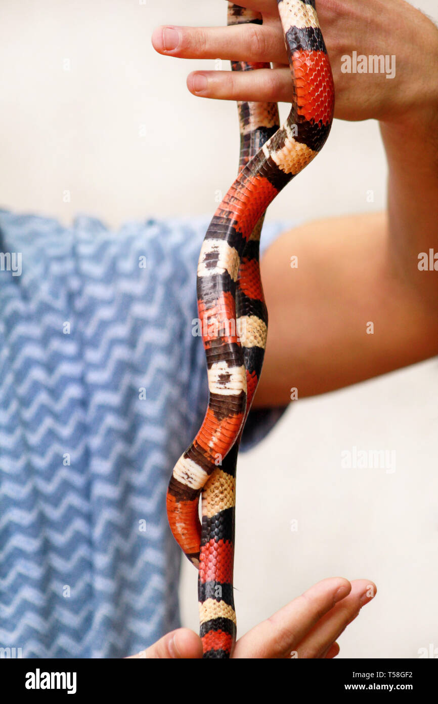 Petting Zoo Animals Snakes