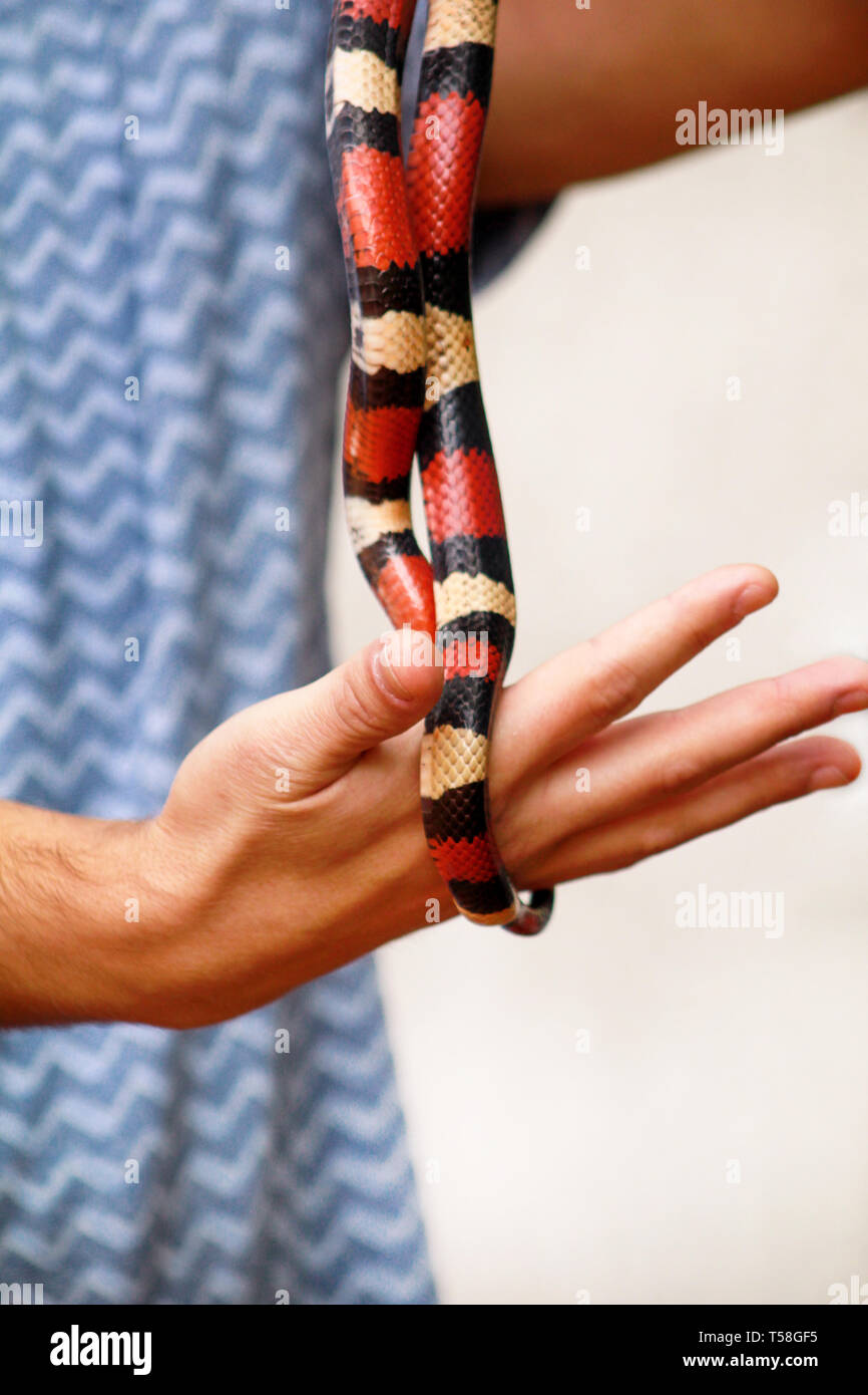 Boy with snakes. Man holds in hands reptile Milk snake Lampropeltis ...