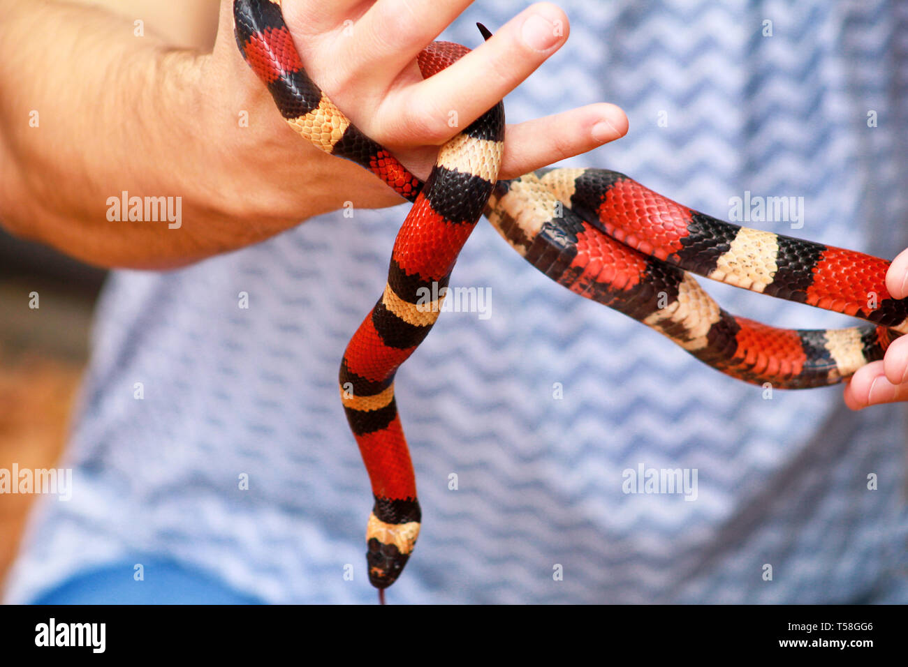 Milk Snake High Resolution Stock Photography and Images - Alamy