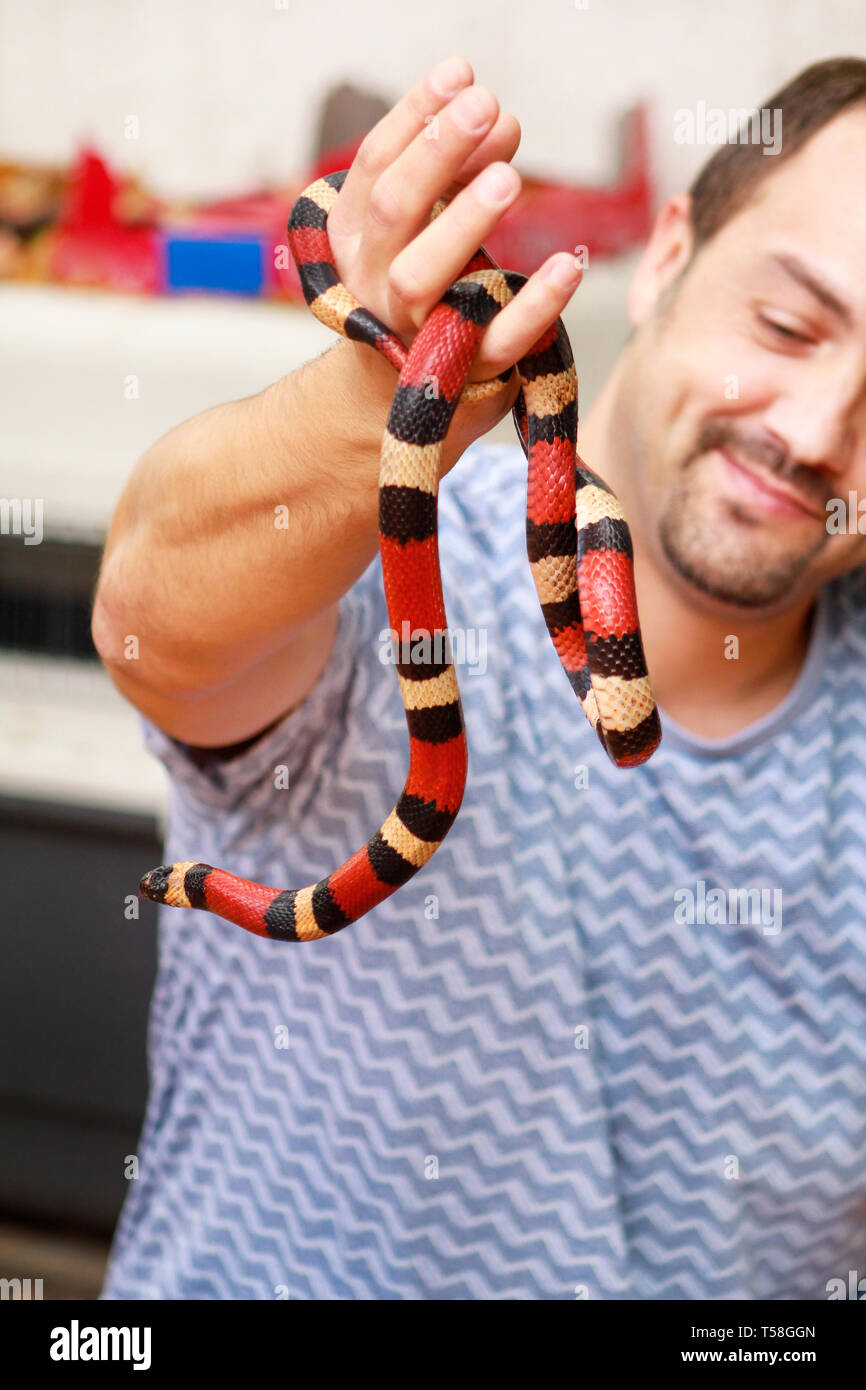 Boy with snakes. Man holds in hands reptile Milk snake Lampropeltis ...