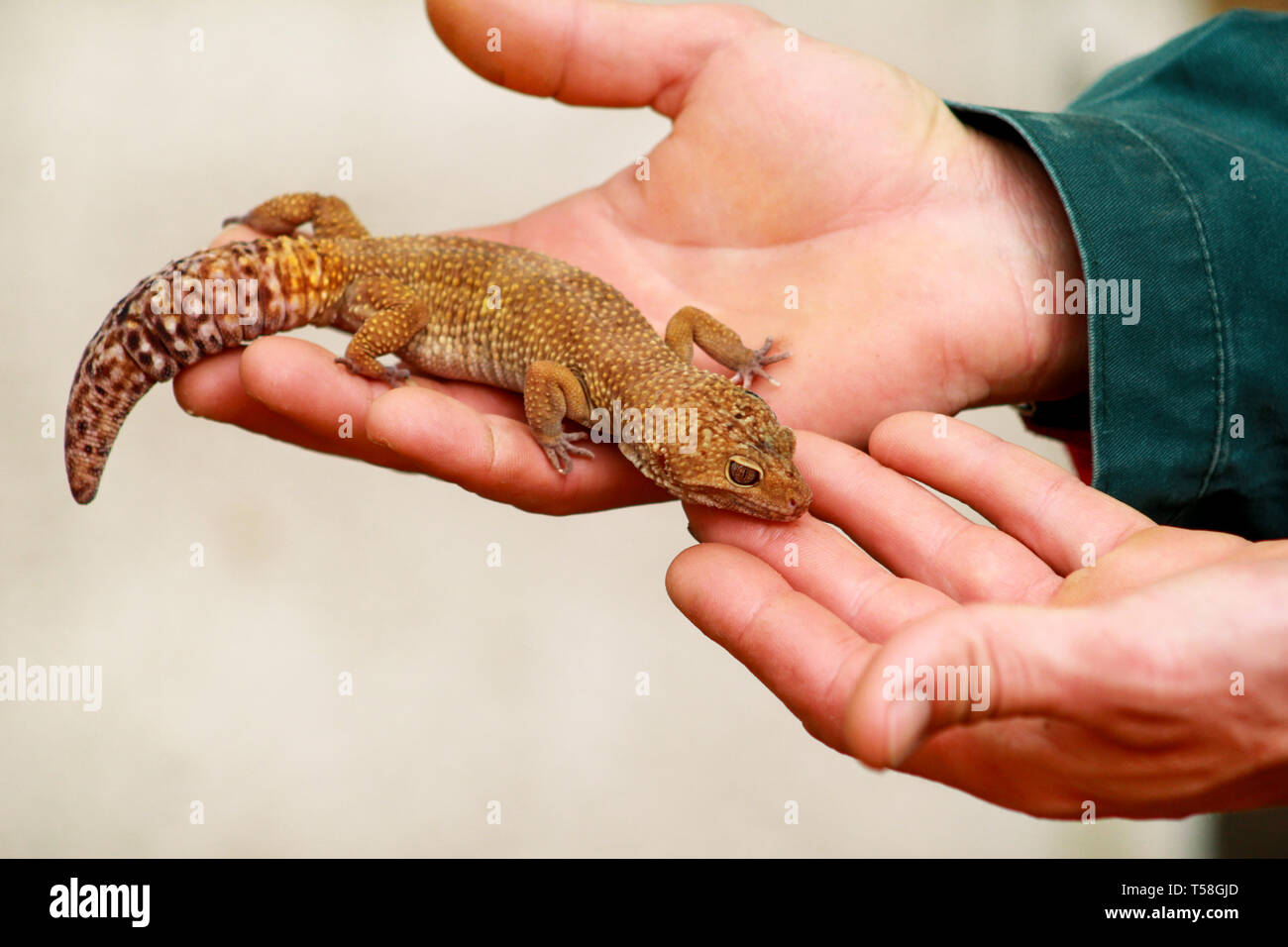 Full Grown Crocodile Gecko