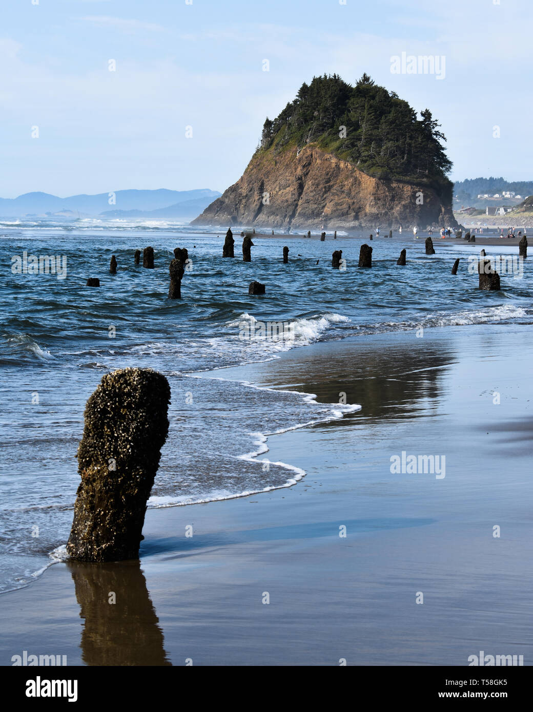 Stumps on a sandy beach on the Oregon Coast Stock Photo - Alamy