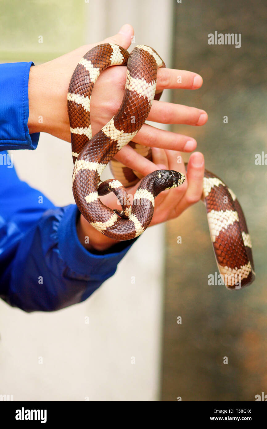 Boy with snakes. Man holds in hands reptile Common King snake ...
