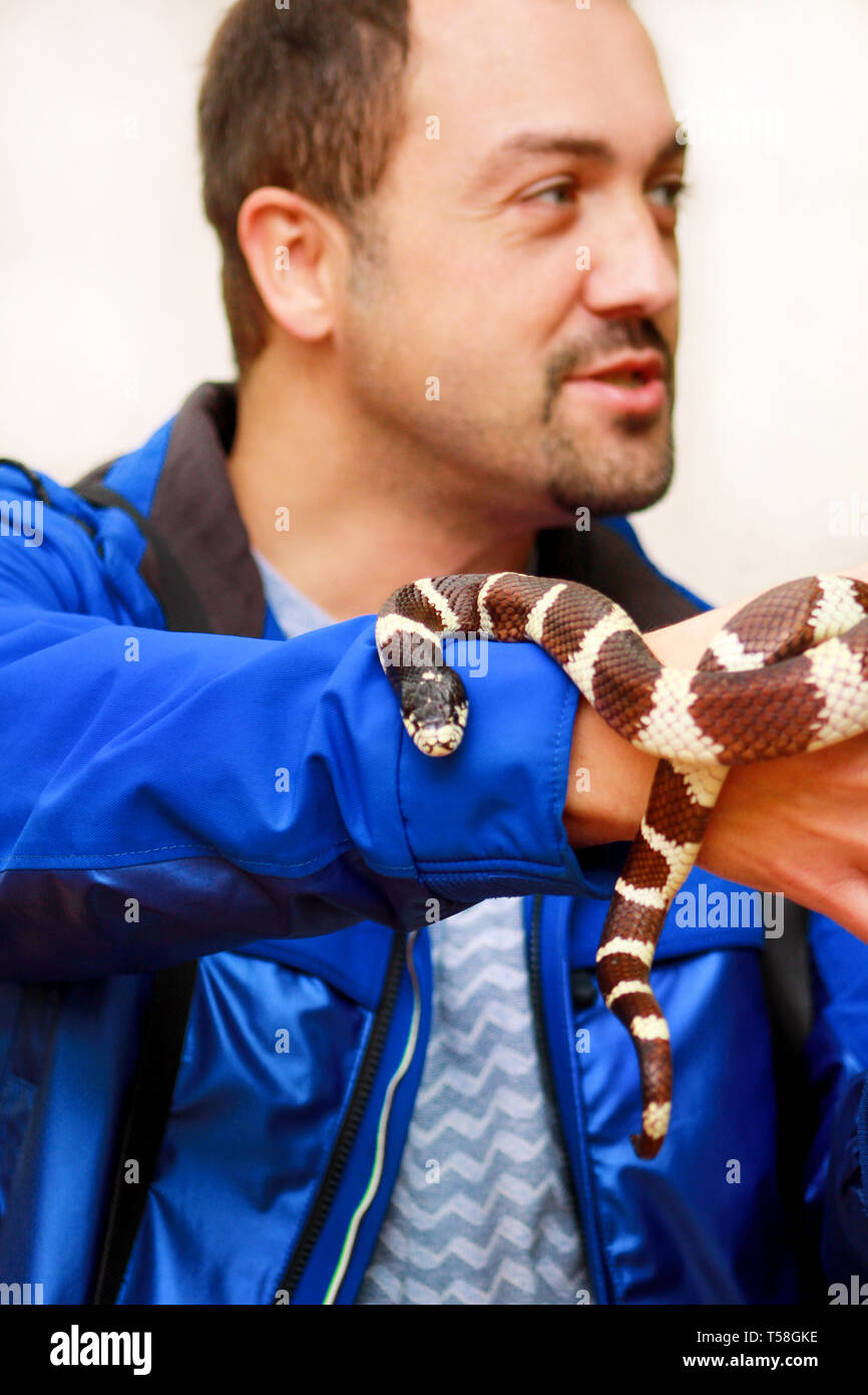Tropical kingsnake hi-res stock photography and images - Alamy