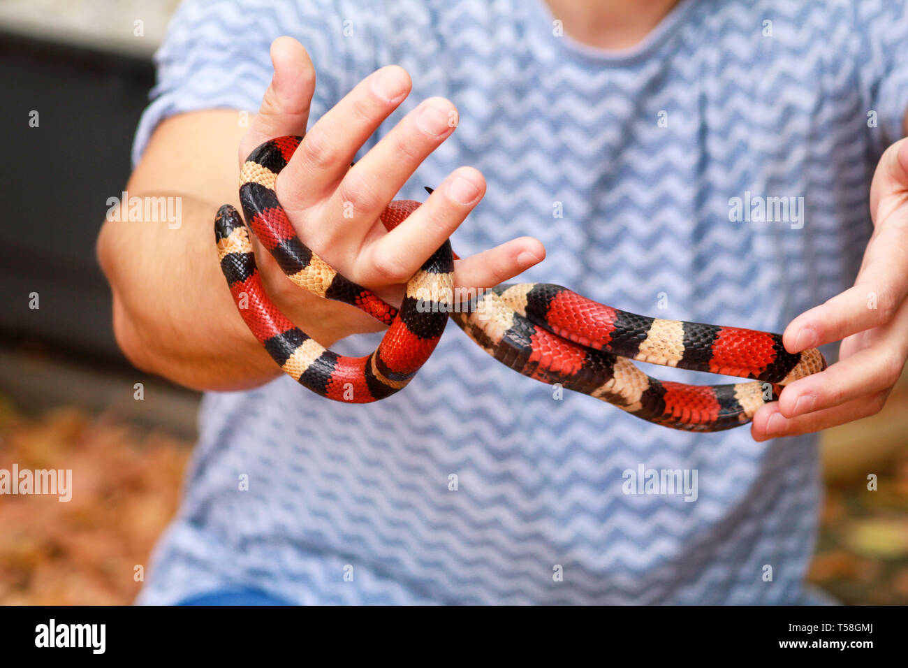 Boy holding pet snake hi-res stock photography and images - Alamy