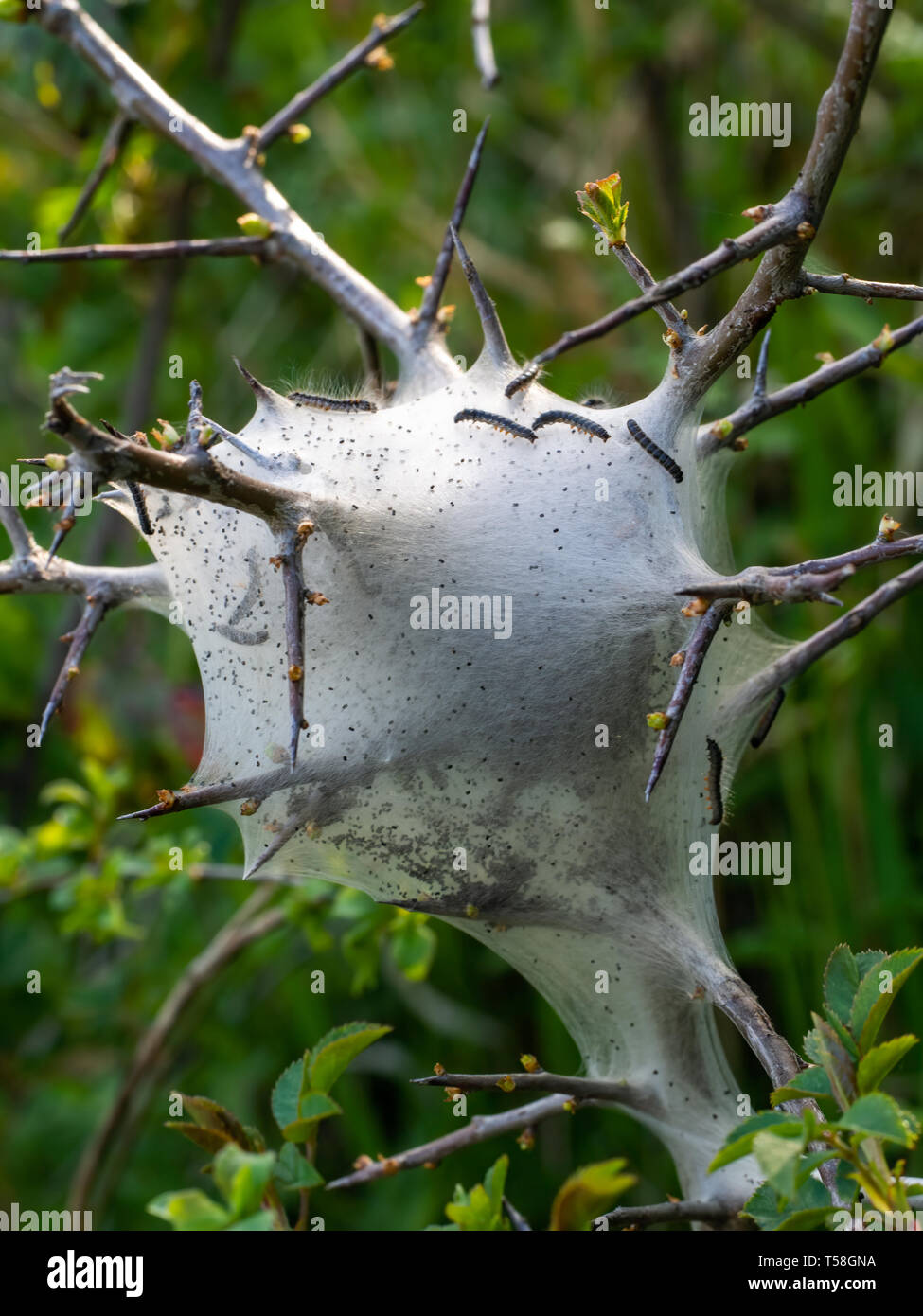 Caterpillar nest hi-res stock photography and images - Alamy