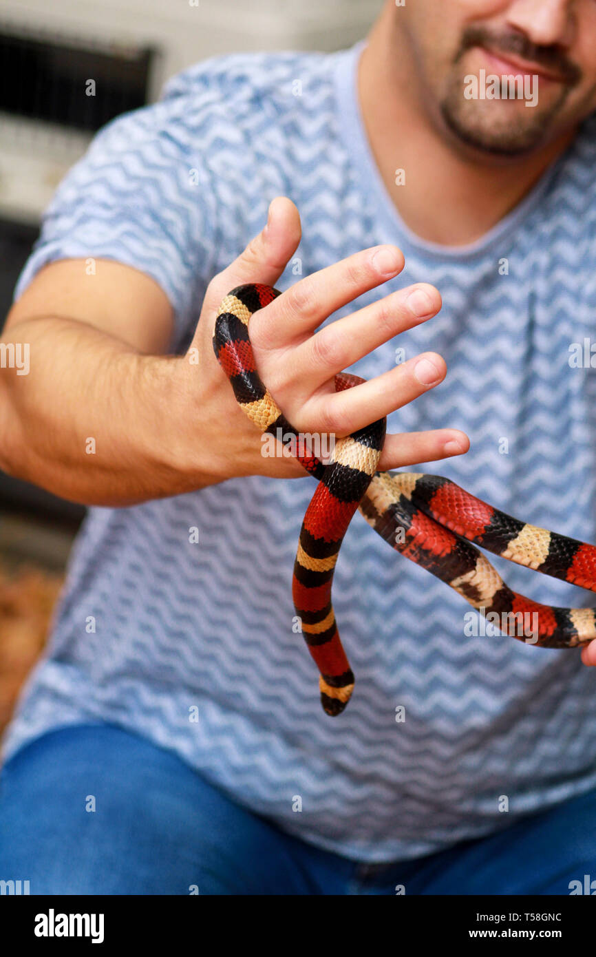 Boy with snakes. Man holds in hands reptile Milk snake Lampropeltis ...