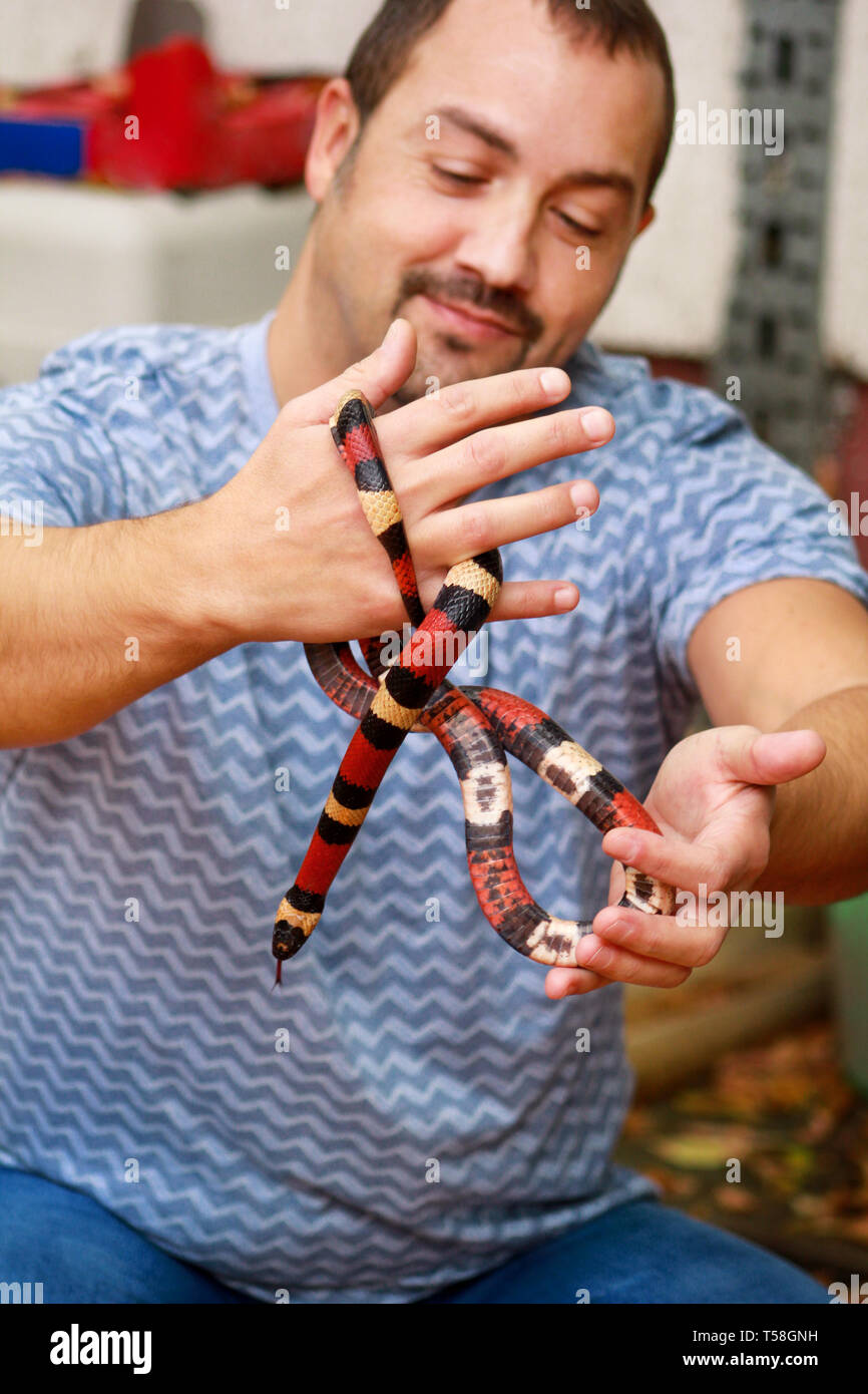 Boy with snakes. Man holds in hands reptile Milk snake Lampropeltis ...