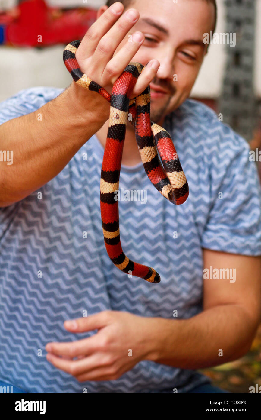 Boy with snakes. Man holds in hands reptile Milk snake Lampropeltis ...